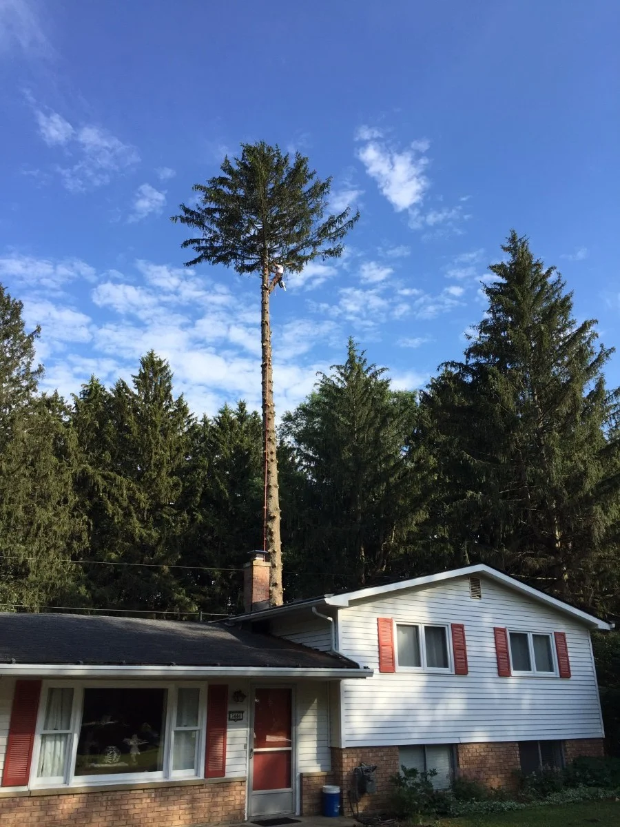 Our Work — J's Tree Trimming & Removal