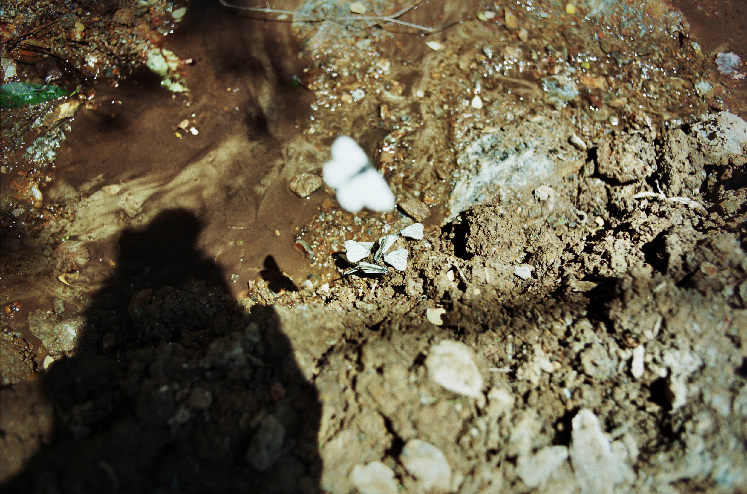 Mentor — Leaves of Lien