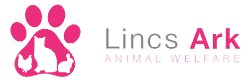 Cats + Kittens Available for Adoption — Lincs Ark | Animal Welfare