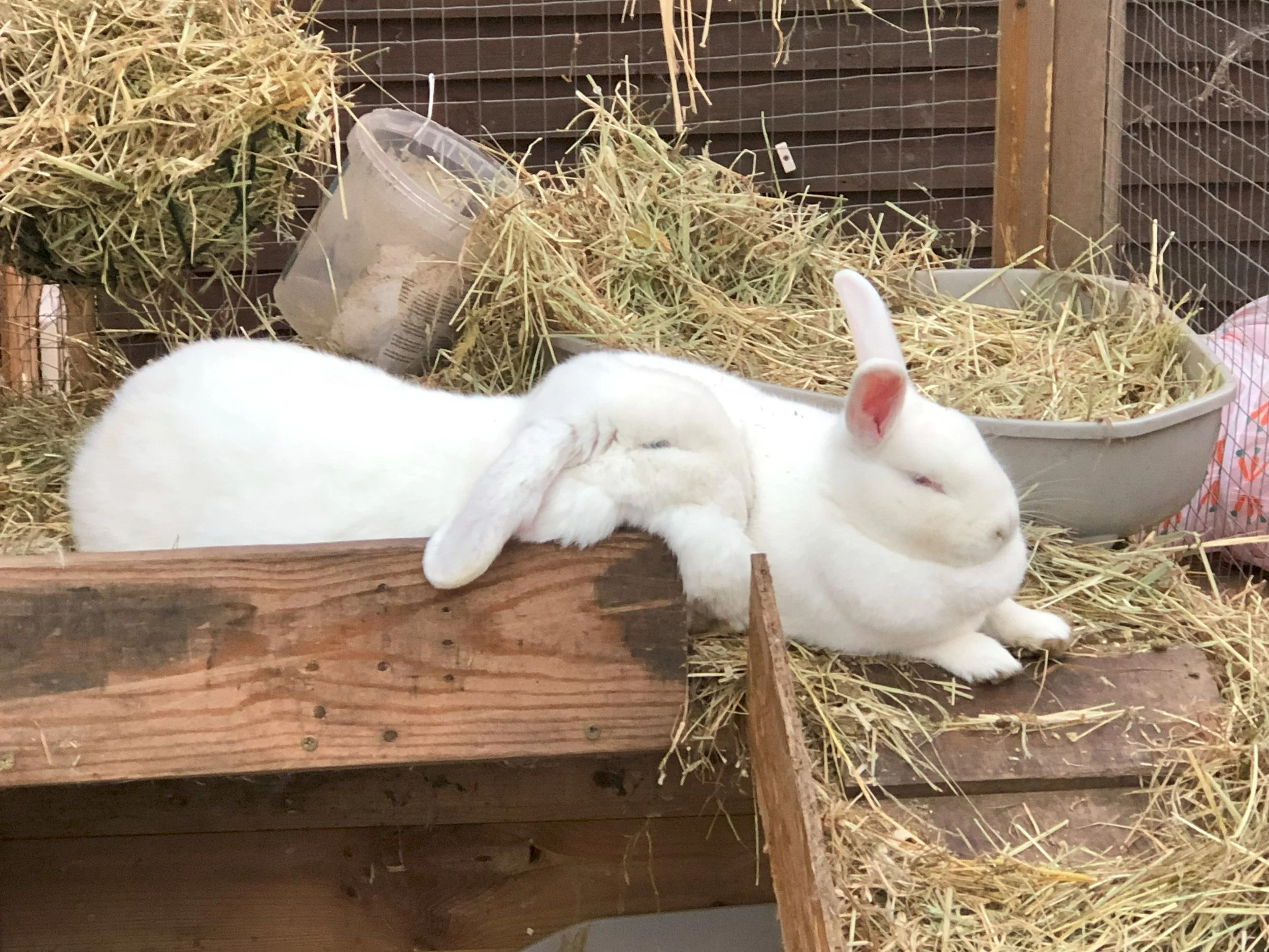 Rabbits — Lincs Ark | Animal Welfare