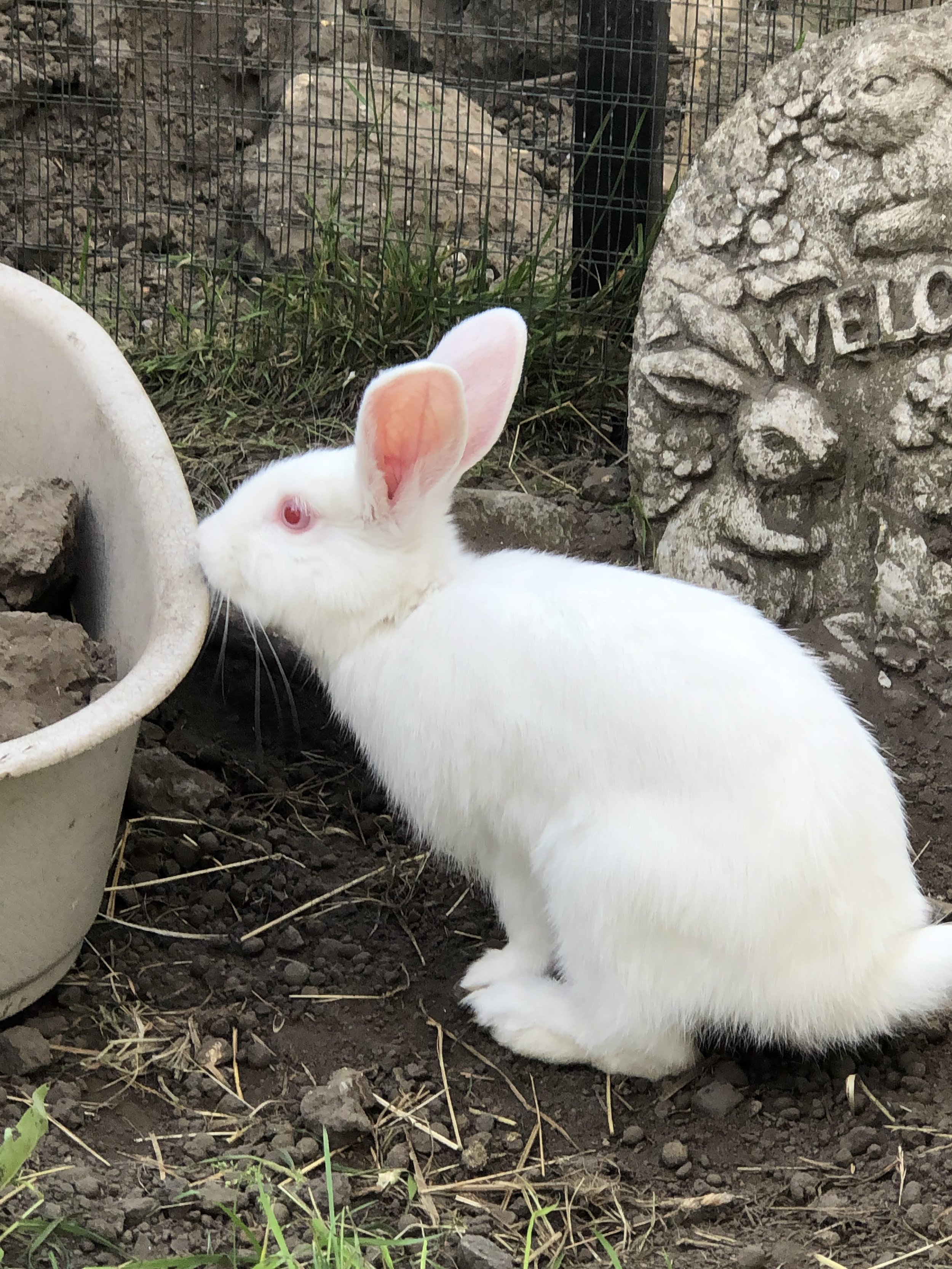 Rabbits Available for Adoption — Lincs Ark | Animal Welfare