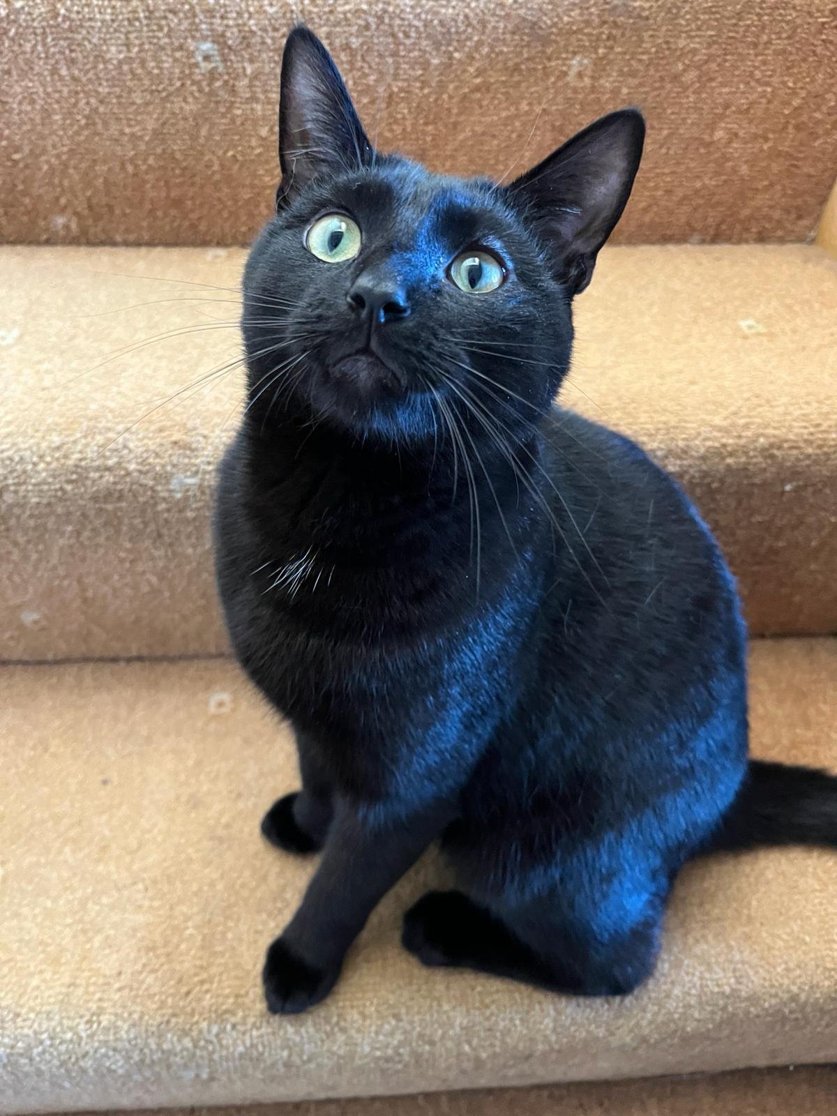 Cats + Kittens Available for Adoption — Lincs Ark | Animal Welfare