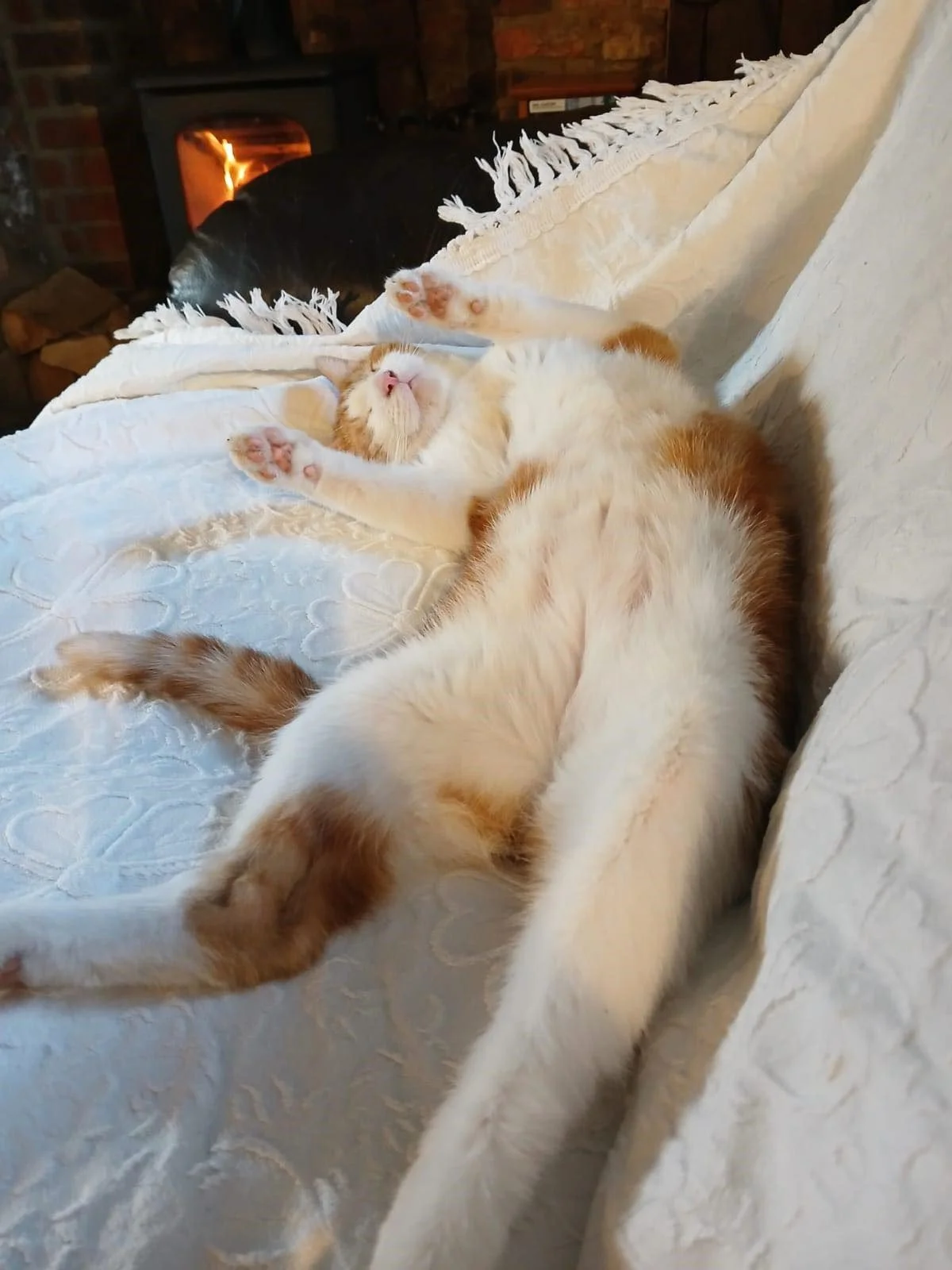 Cats + Kittens Available for Adoption — Lincs Ark | Animal Welfare