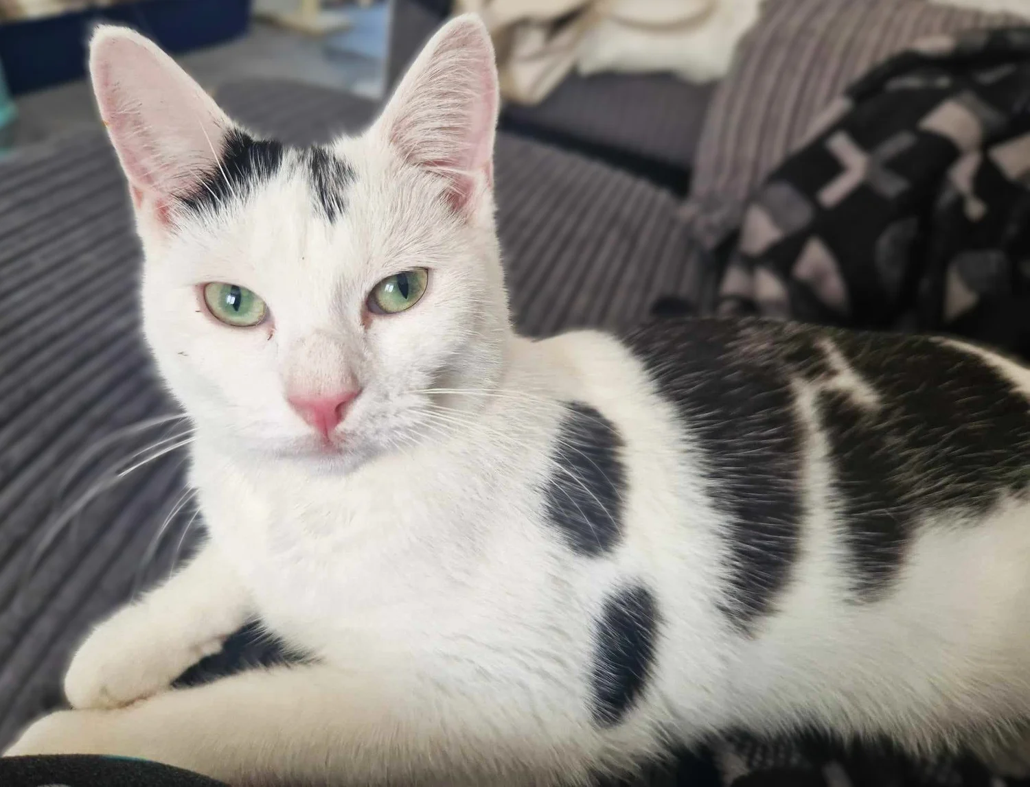 Cats + Kittens Available for Adoption — Lincs Ark | Animal Welfare