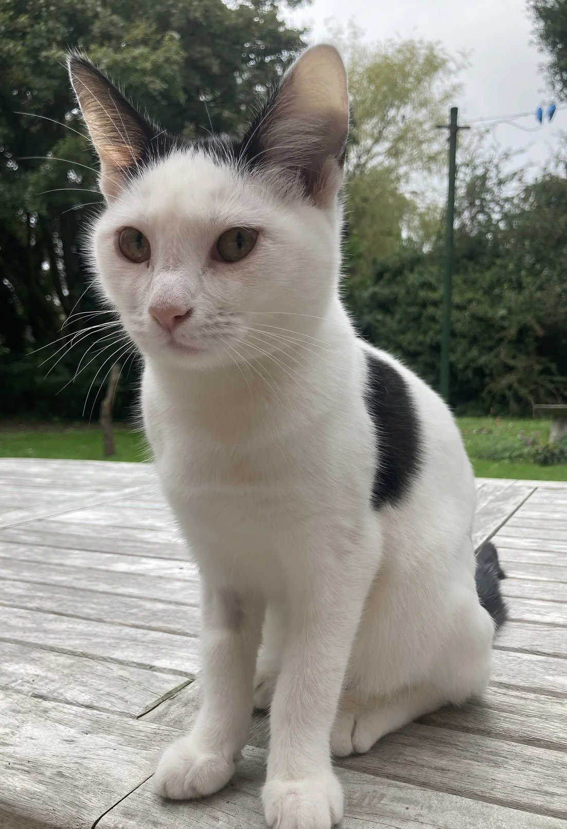 Cats + Kittens Available for Adoption — Lincs Ark | Animal Welfare