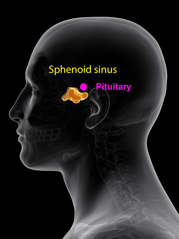Sphenoid Bone Pituitary Gland