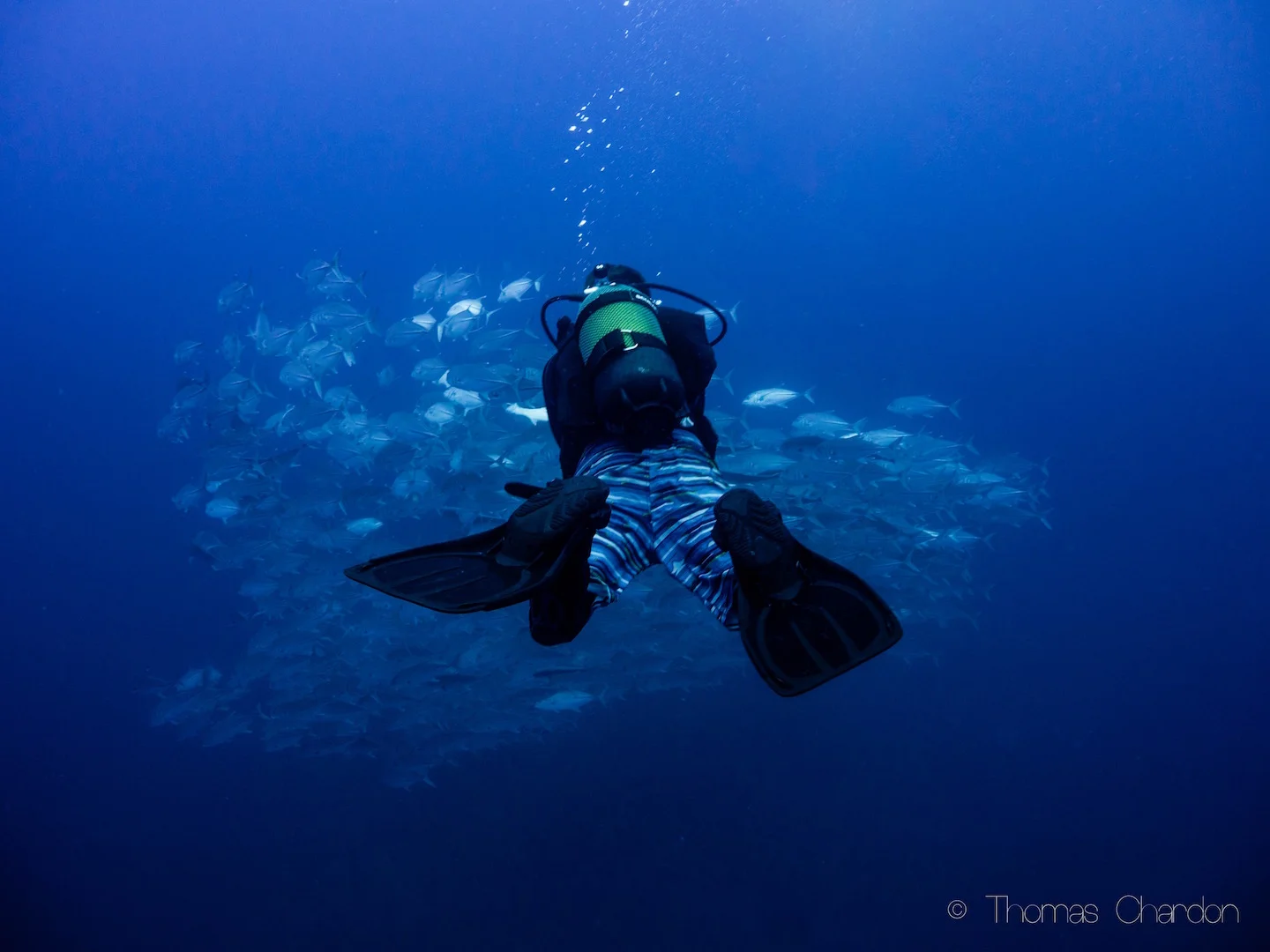 Best diving in Africa · Liquid Dive Adventures