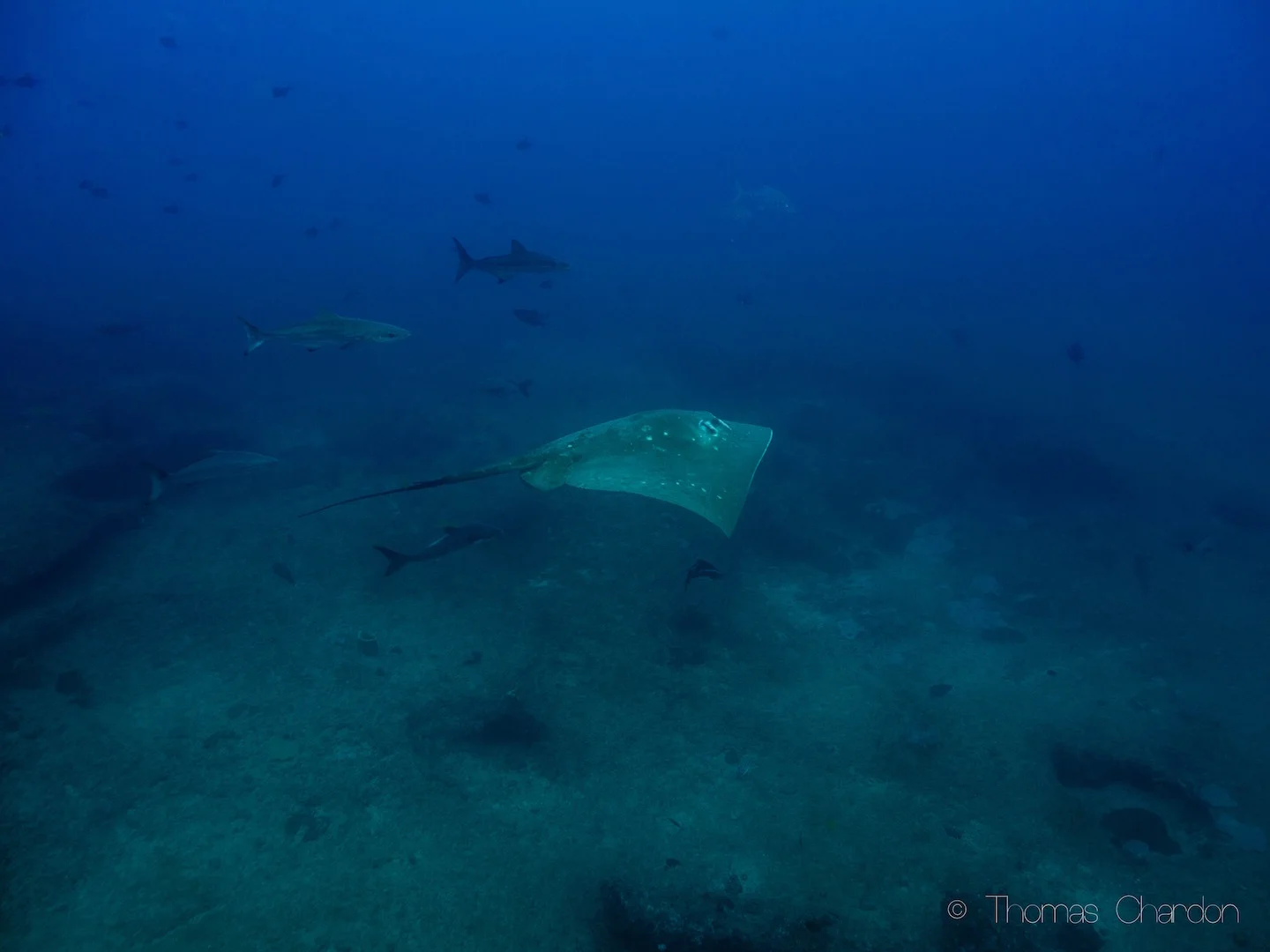 Best diving in Africa · Liquid Dive Adventures