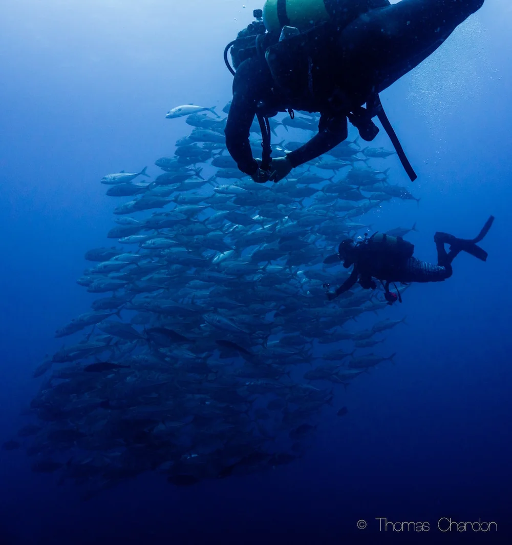 Best diving in Africa · Liquid Dive Adventures