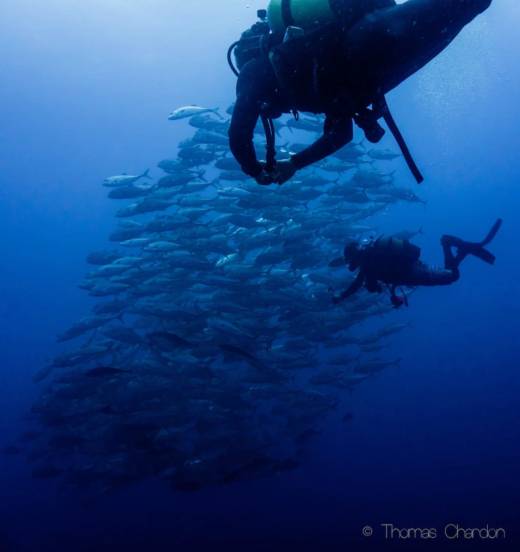 Best diving in Africa · Liquid Dive Adventures