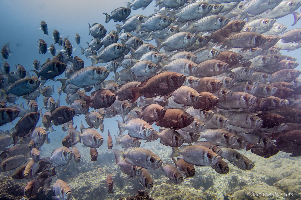 Liquid Dive Adventures Scuba Dive Resort · Tofo Mozambique