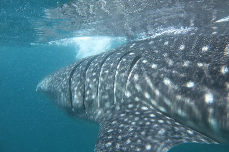 Liquid Dive Adventures Scuba Dive Resort · Tofo Mozambique