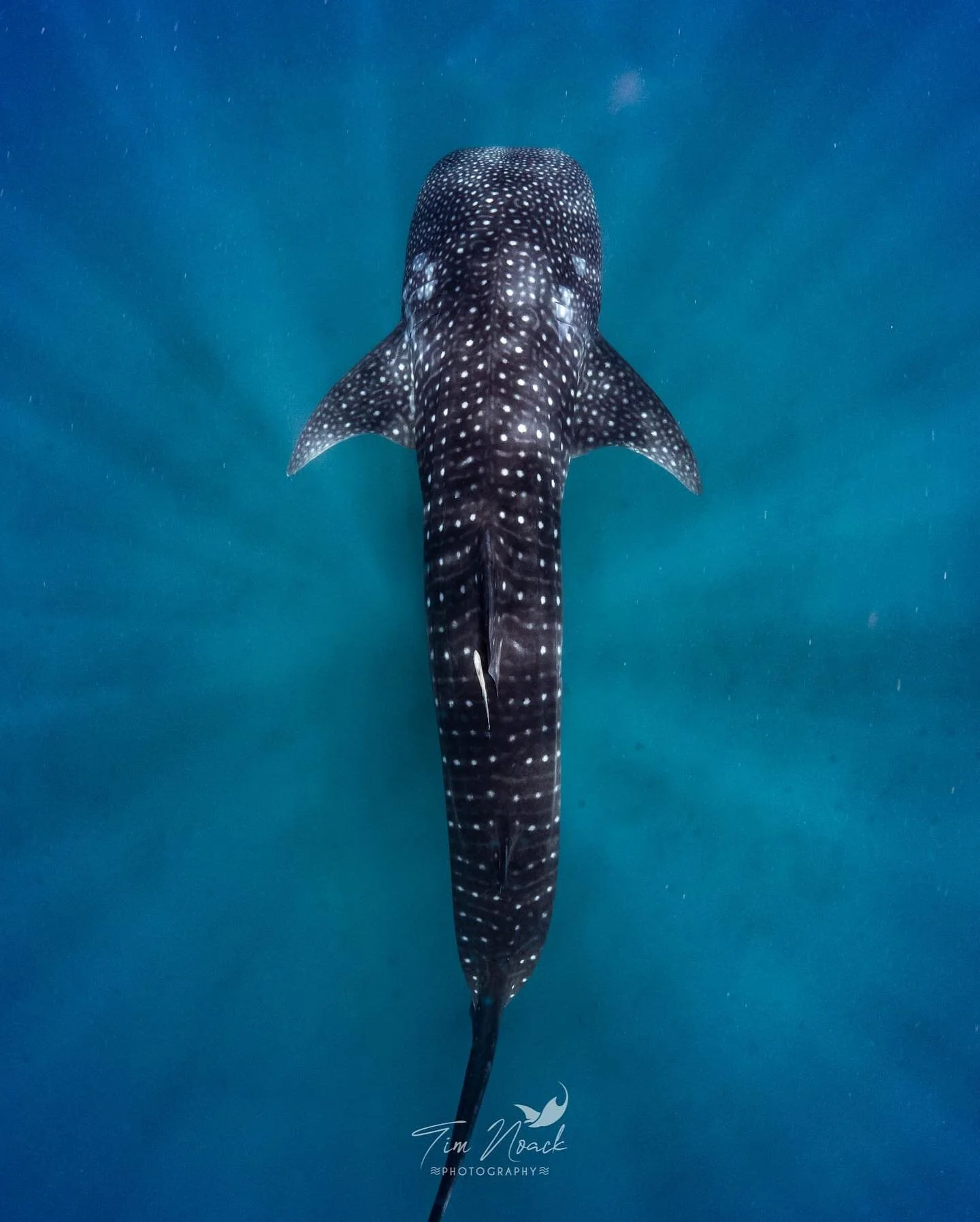 Liquid Dive Adventures Scuba Dive Resort · Tofo Mozambique