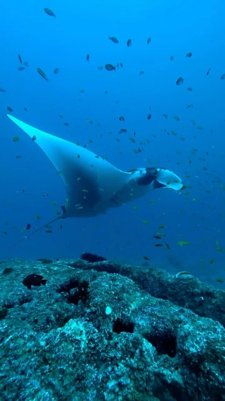 Liquid Dive Adventures Scuba Dive Resort · Tofo Mozambique
