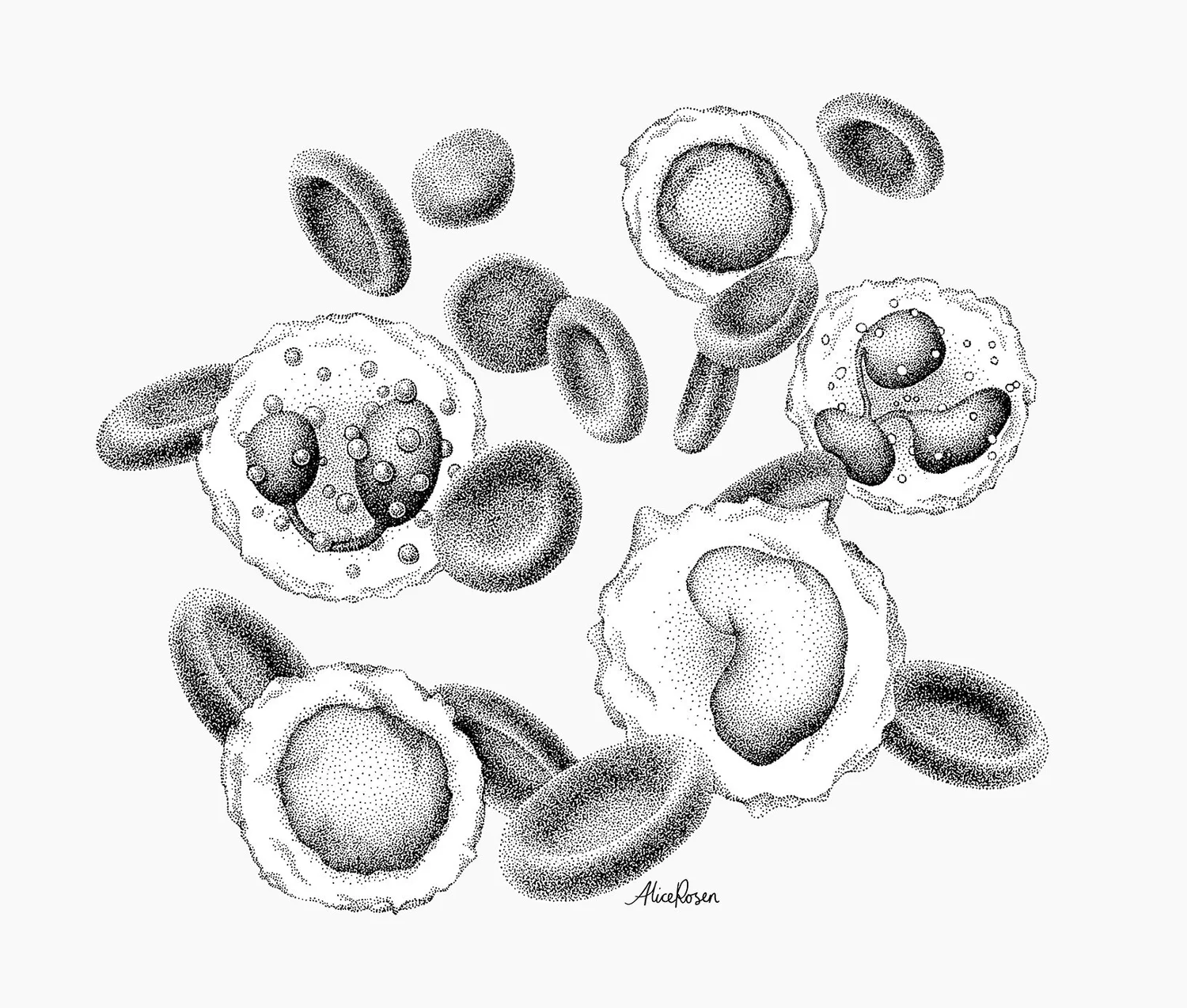 Red Blood Cell Drawing