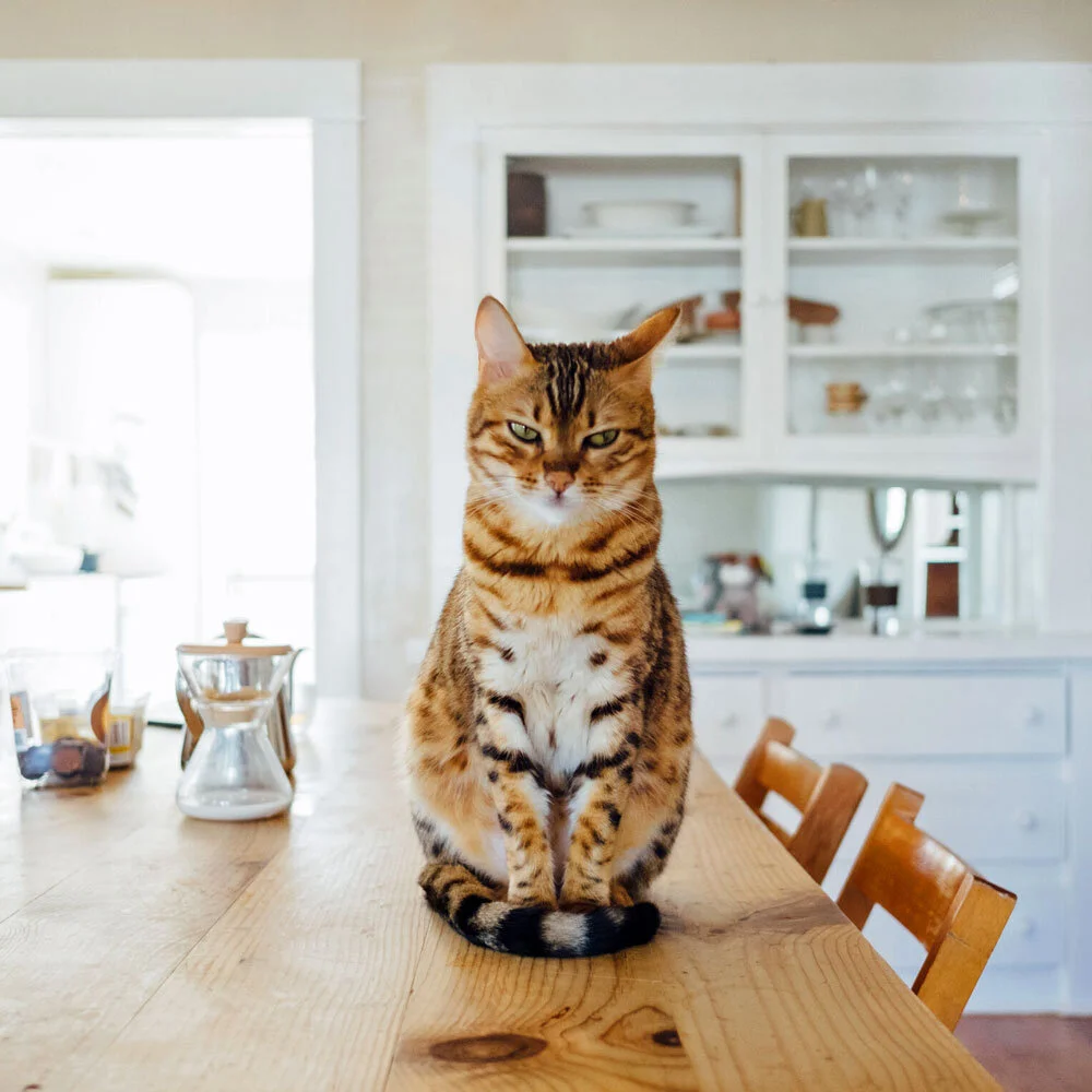 Designing a Pet-Friendly Kitchen For Dogs and Cats