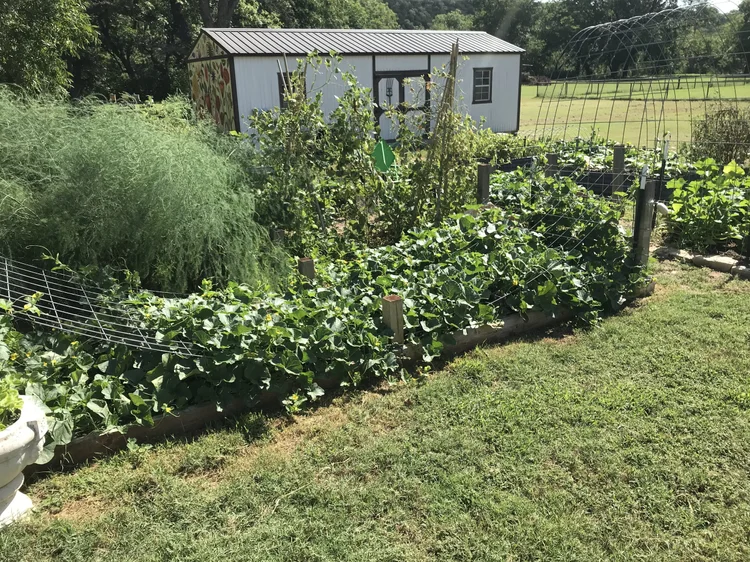 How to Grow Cantaloupe with an Inclined Trellis — Rancho Incognito