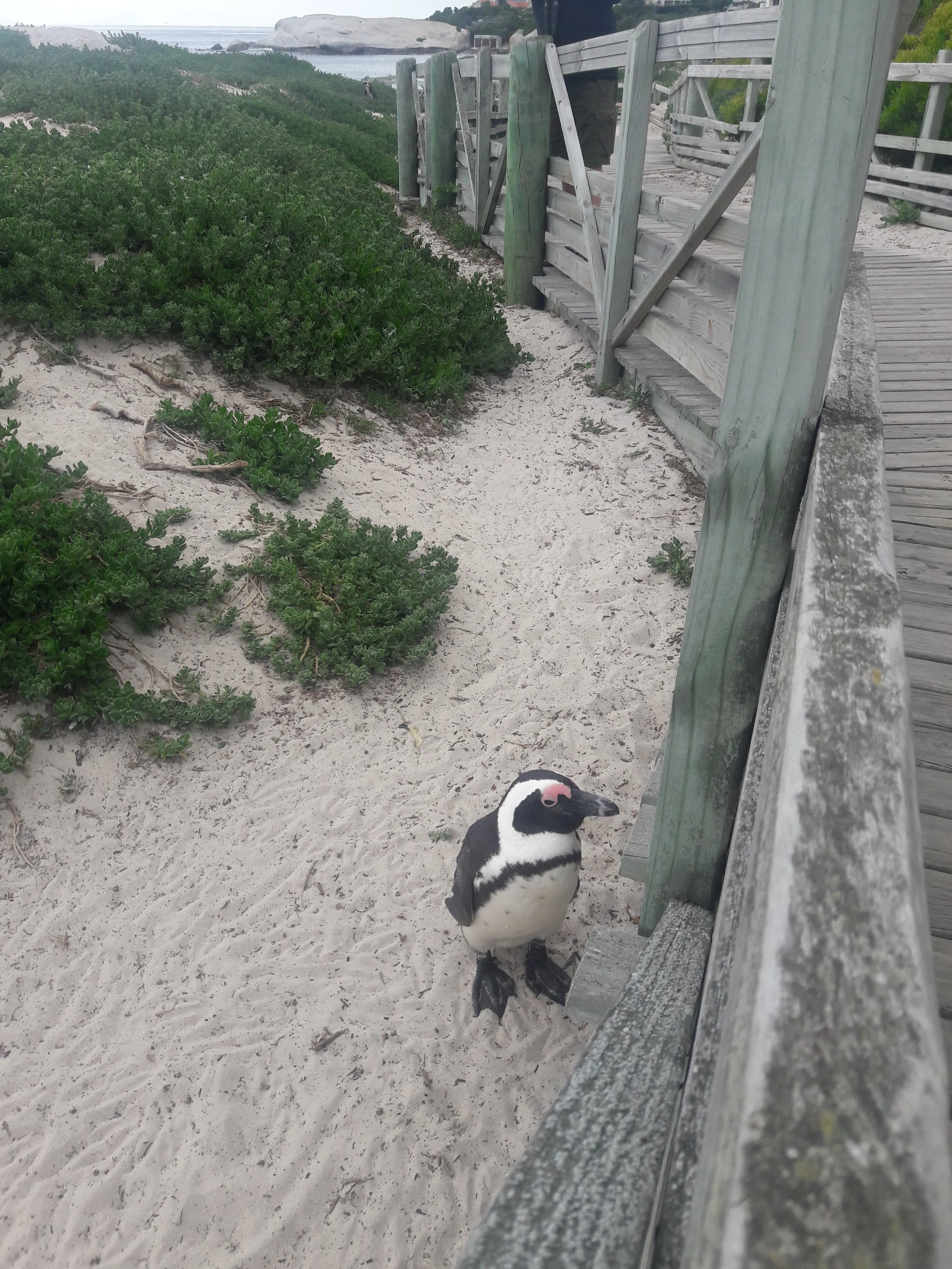 cape town: boulders beach stopover — Kisha Solomon | Story. Strategy ...