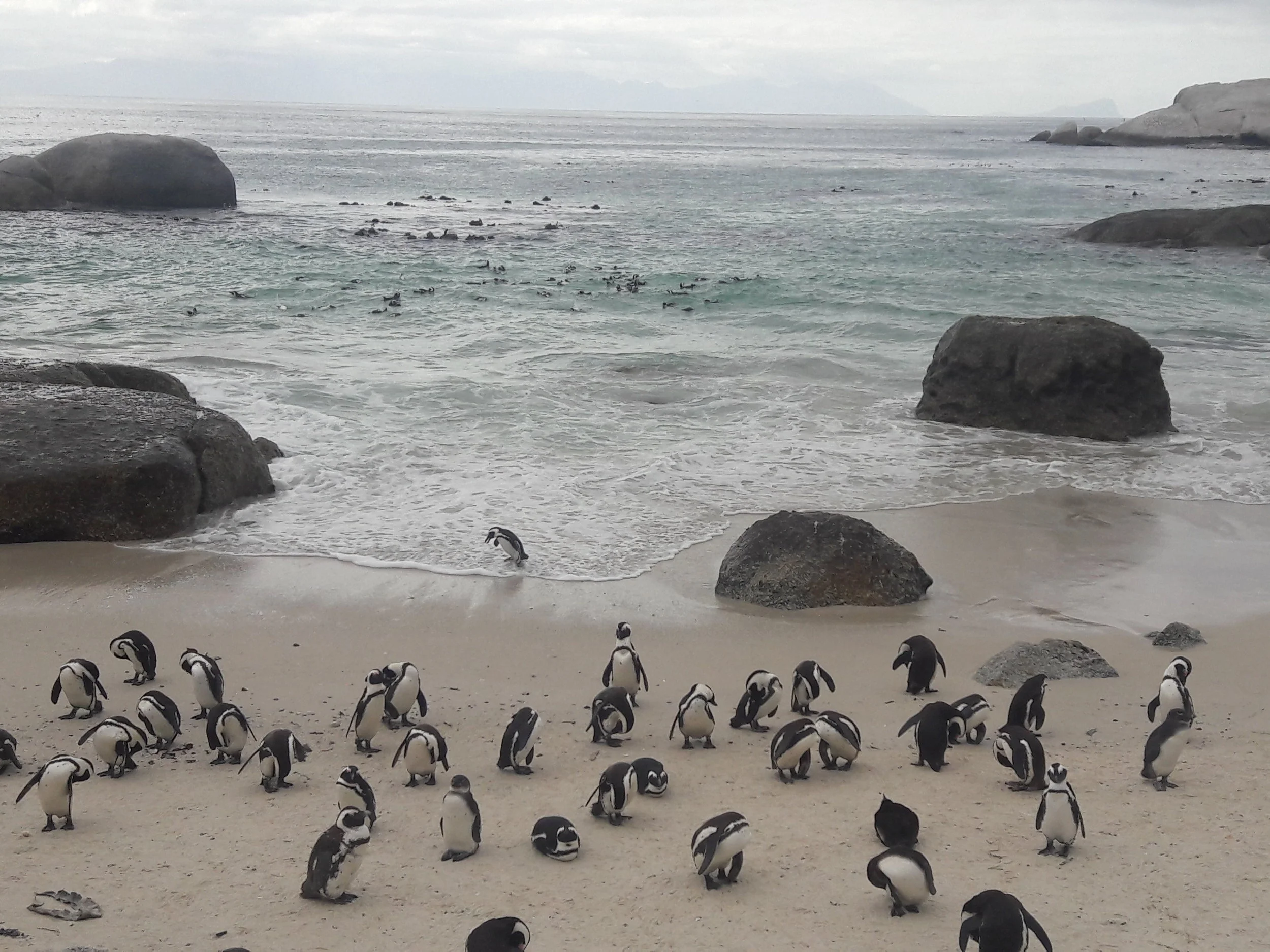 cape town: boulders beach stopover — Kisha Solomon | Story. Strategy ...