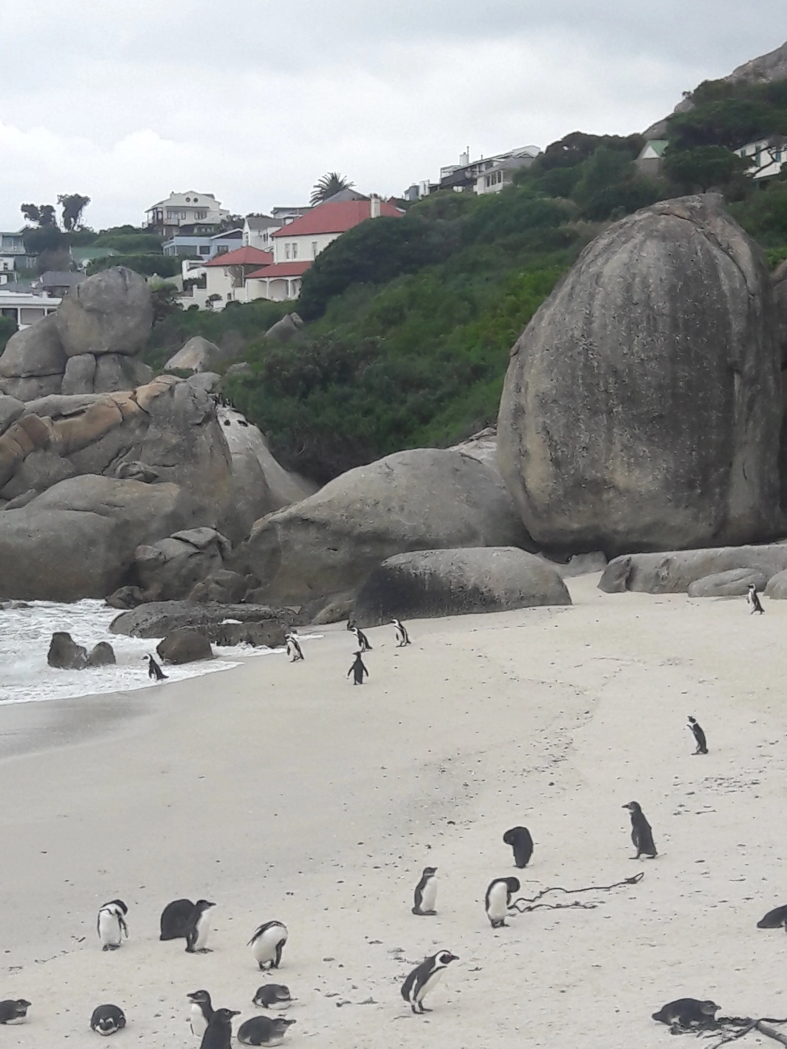 cape town: boulders beach stopover — Kisha Solomon | Story. Strategy ...