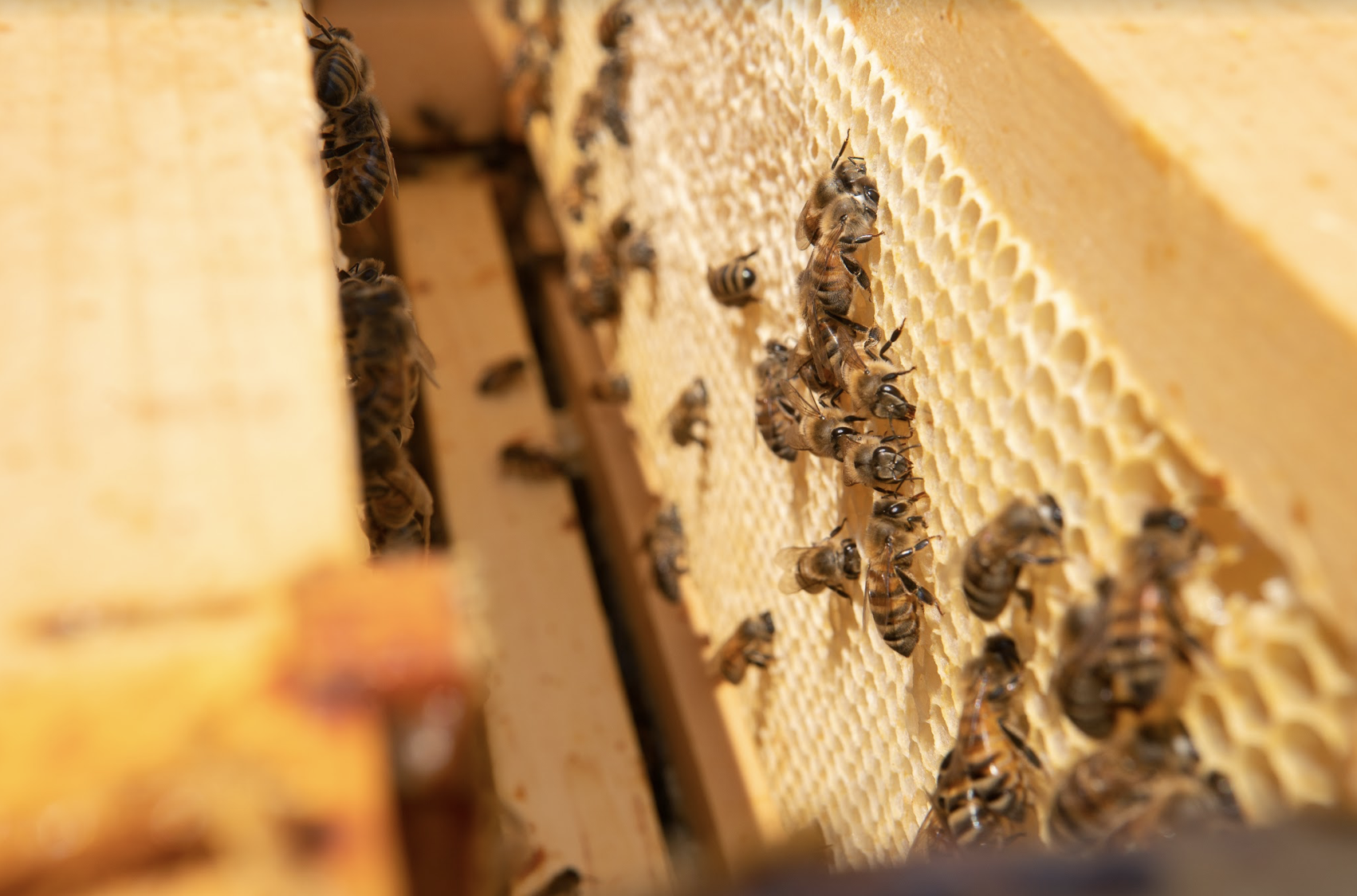 Beekeeping — Hon's Honey