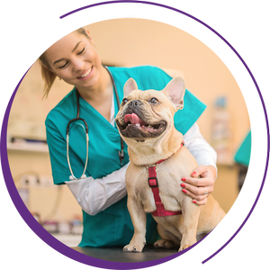 Torigen Pharmaceuticals | Veterinary Cancer Treatment