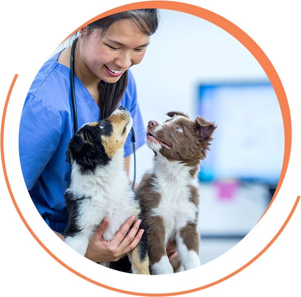 For Veterinarians — Torigen Pharmaceuticals