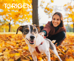 Recent Company Updates — Torigen Pharmaceuticals