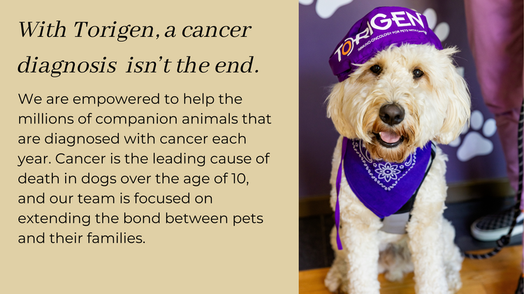 Torigen Pharmaceuticals | Veterinary Cancer Treatment