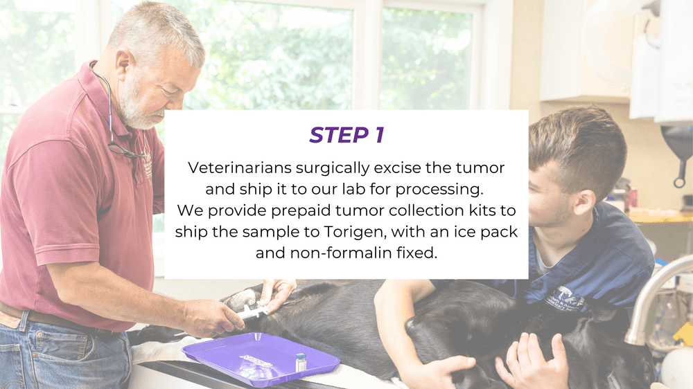 How Our Pet Cancer Treatment Works — Torigen Pharmaceuticals