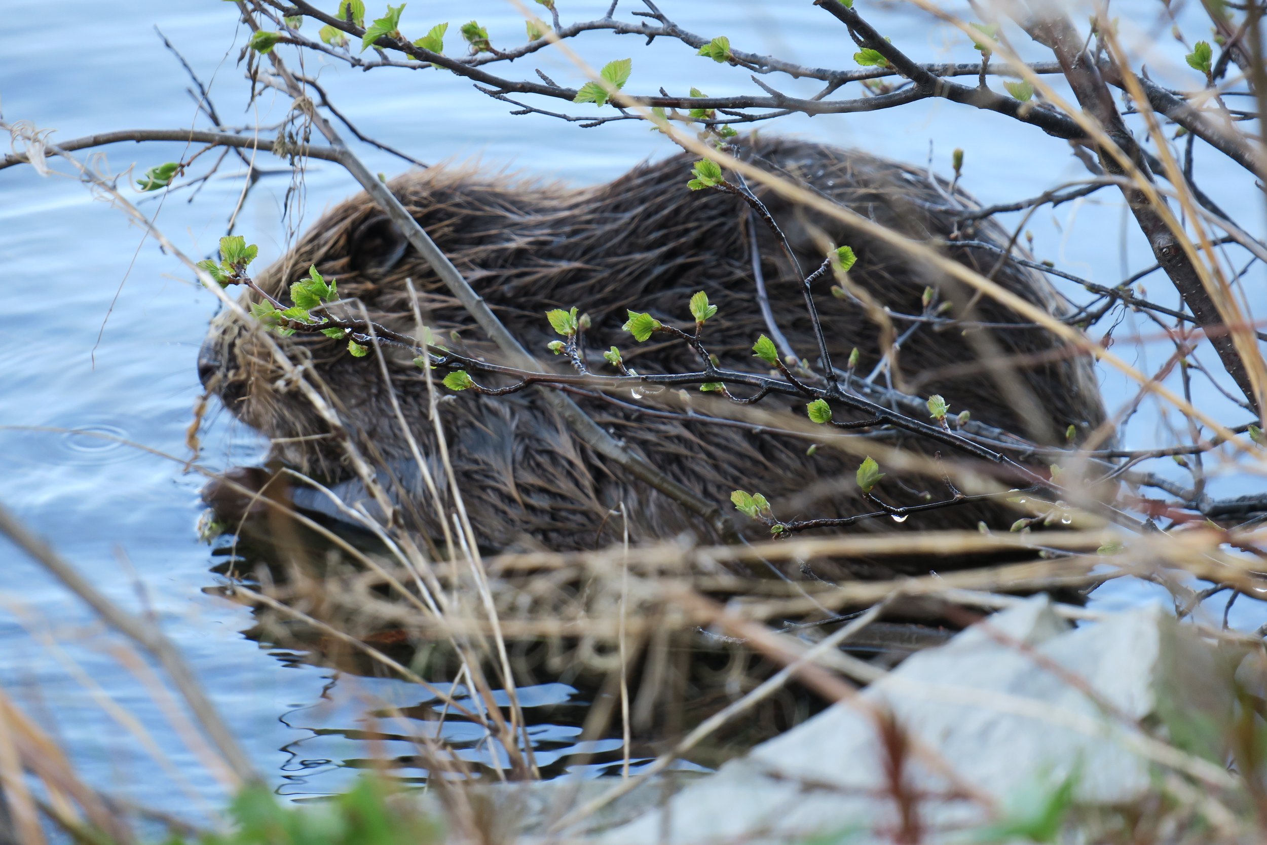 Beverjakt for innenbygdsboende- sesongen 2024/25 — Sollia Fjellstyre