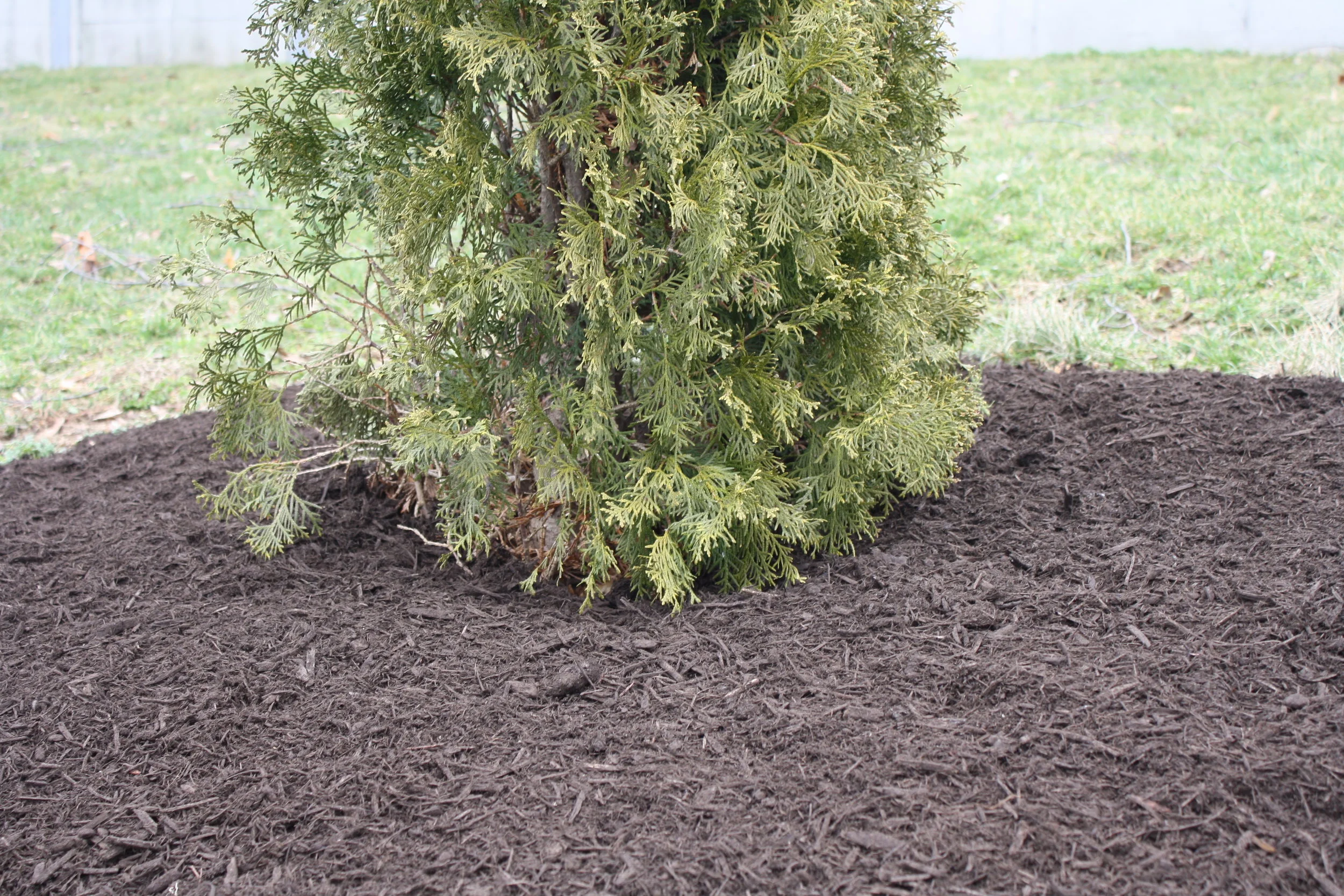 Brown Beauty Bark Mulch — Weaver Mulch