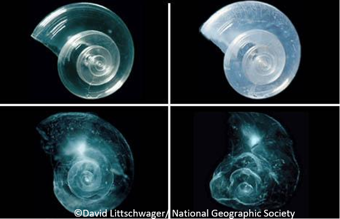 Activity - Climate Change and Ocean Acidification — Sea Smart: Help Us ...