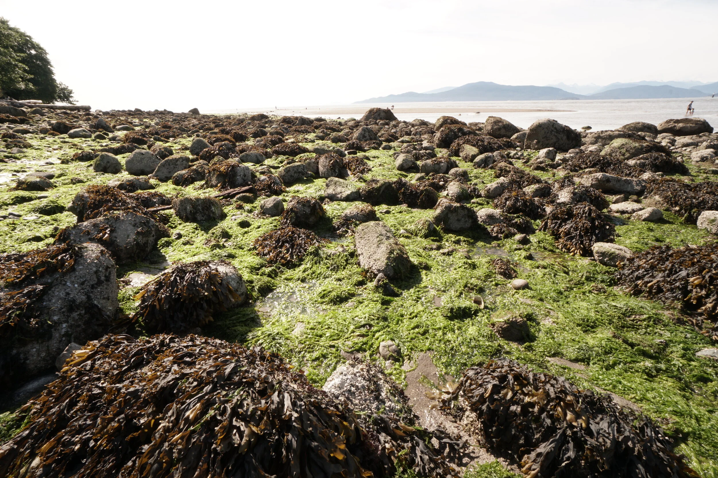 Top 5 Tide Pools to Visit in Vancouver — Sea Smart: Help Us Protect Our ...