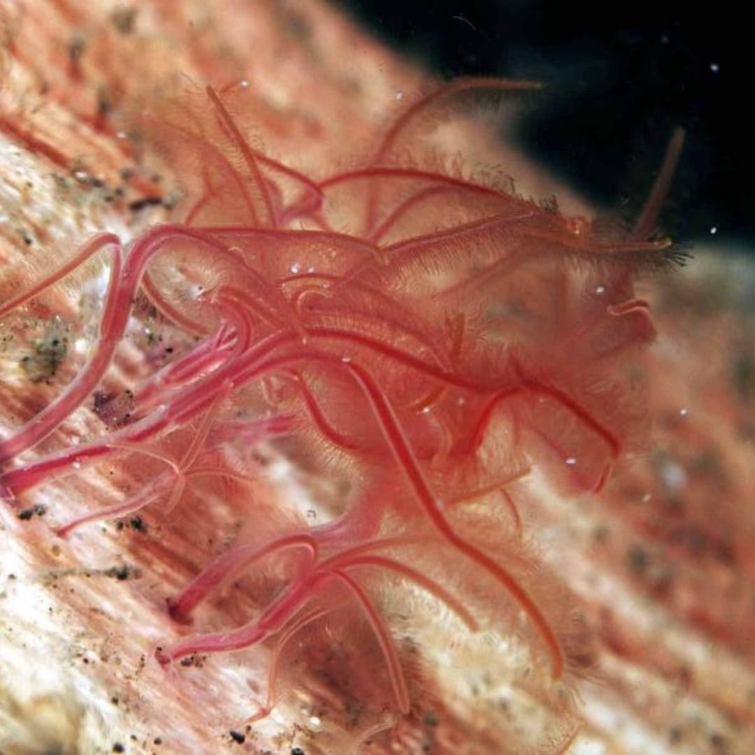 5 Ocean Creatures that will get you in the Halloween Spirit! — Sea ...