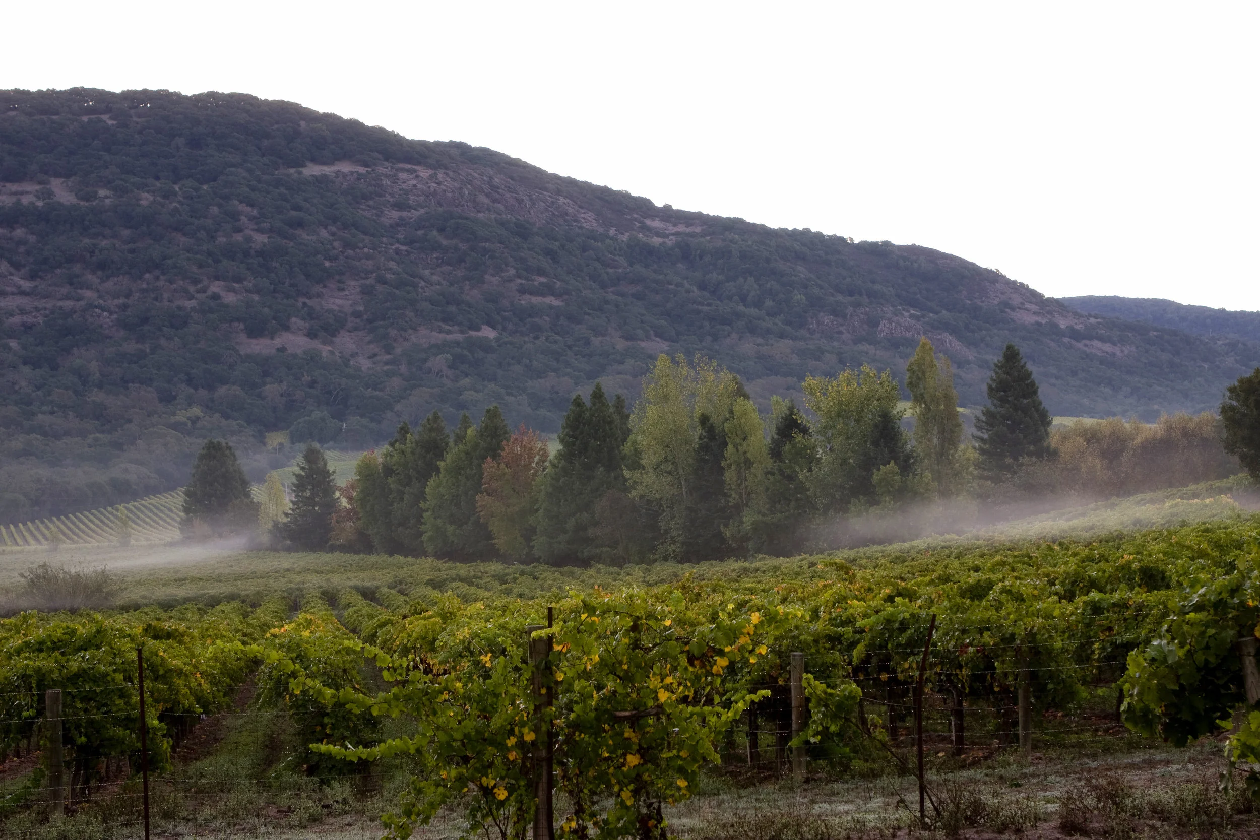 Vineyard — Sodaro Winery