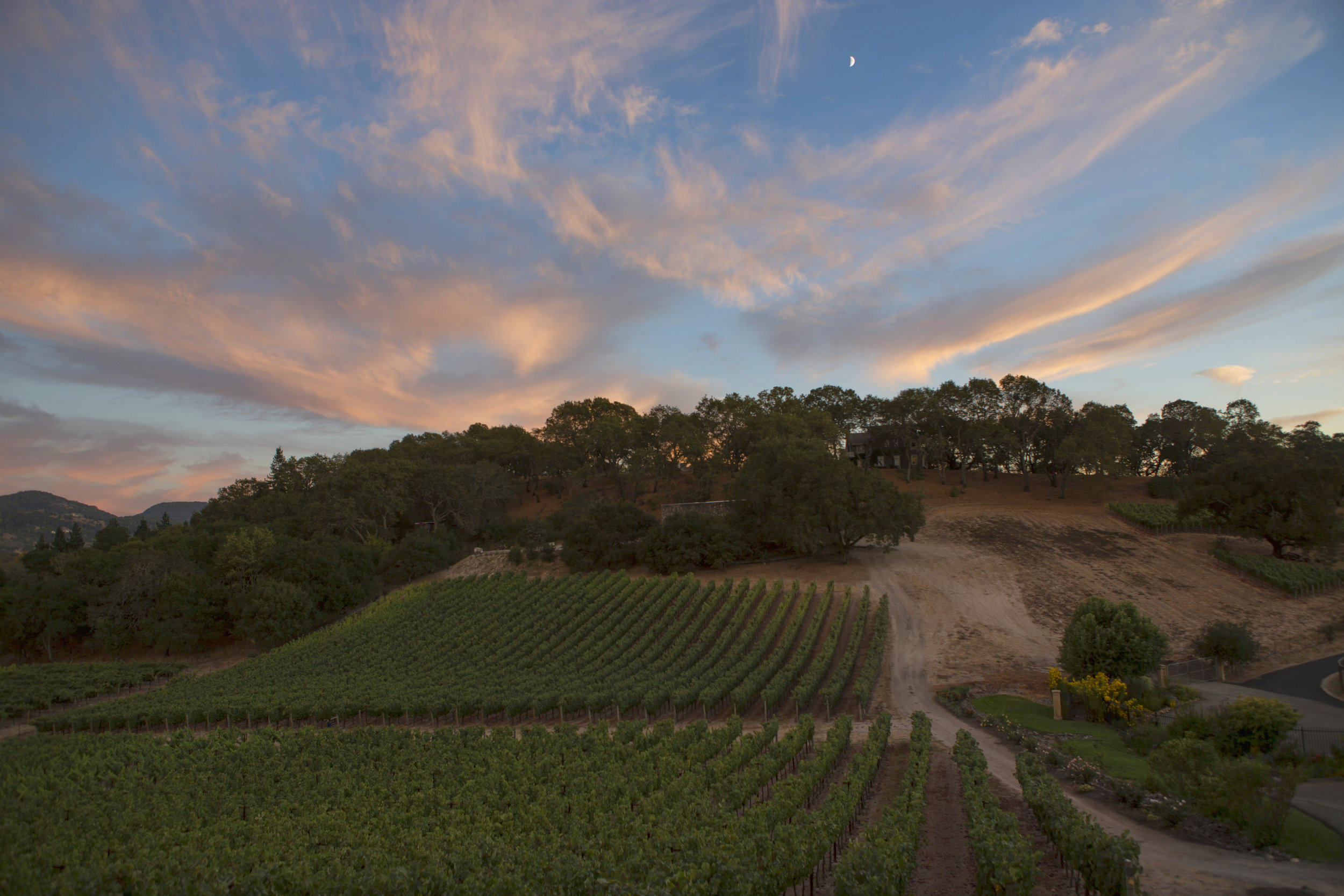 Vineyard — Sodaro Winery