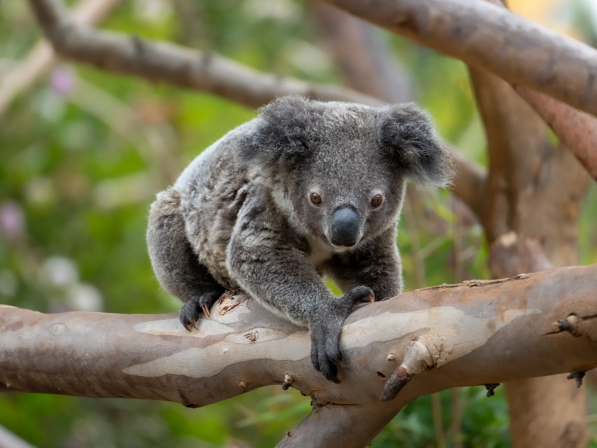 San Diego Zoo Koala