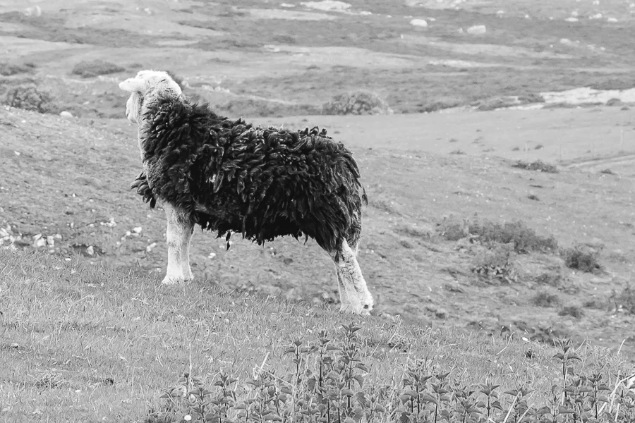 Fine Art Sheep Gallery. Photography by Tommy Lee Walker — sheep.style ...