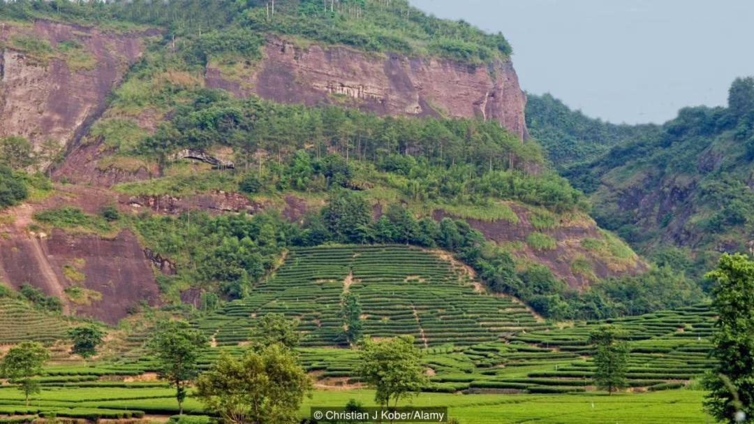 Wuyi Mountain Rock Tea — Fengyang TCM