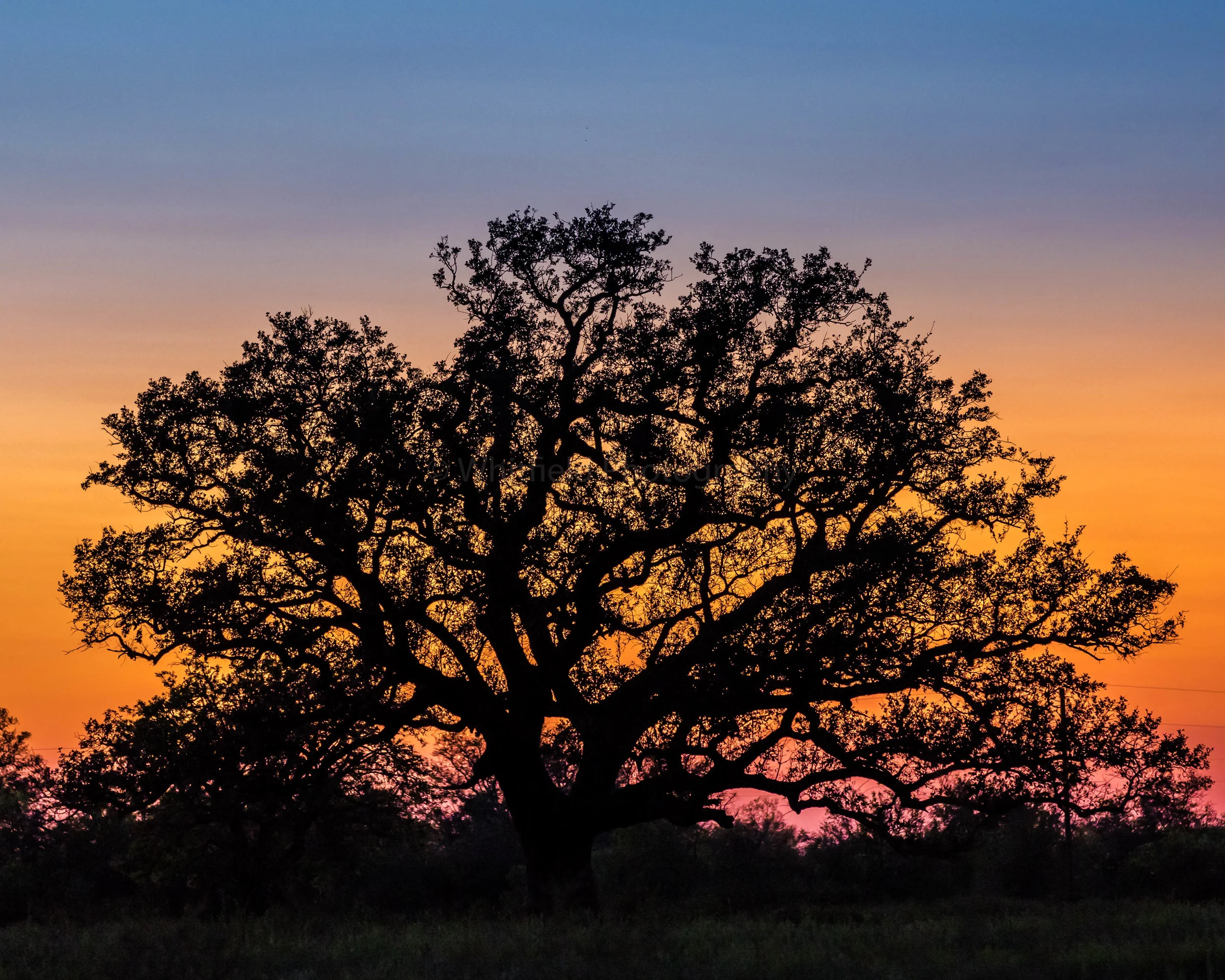 Butch Whitfield Photography