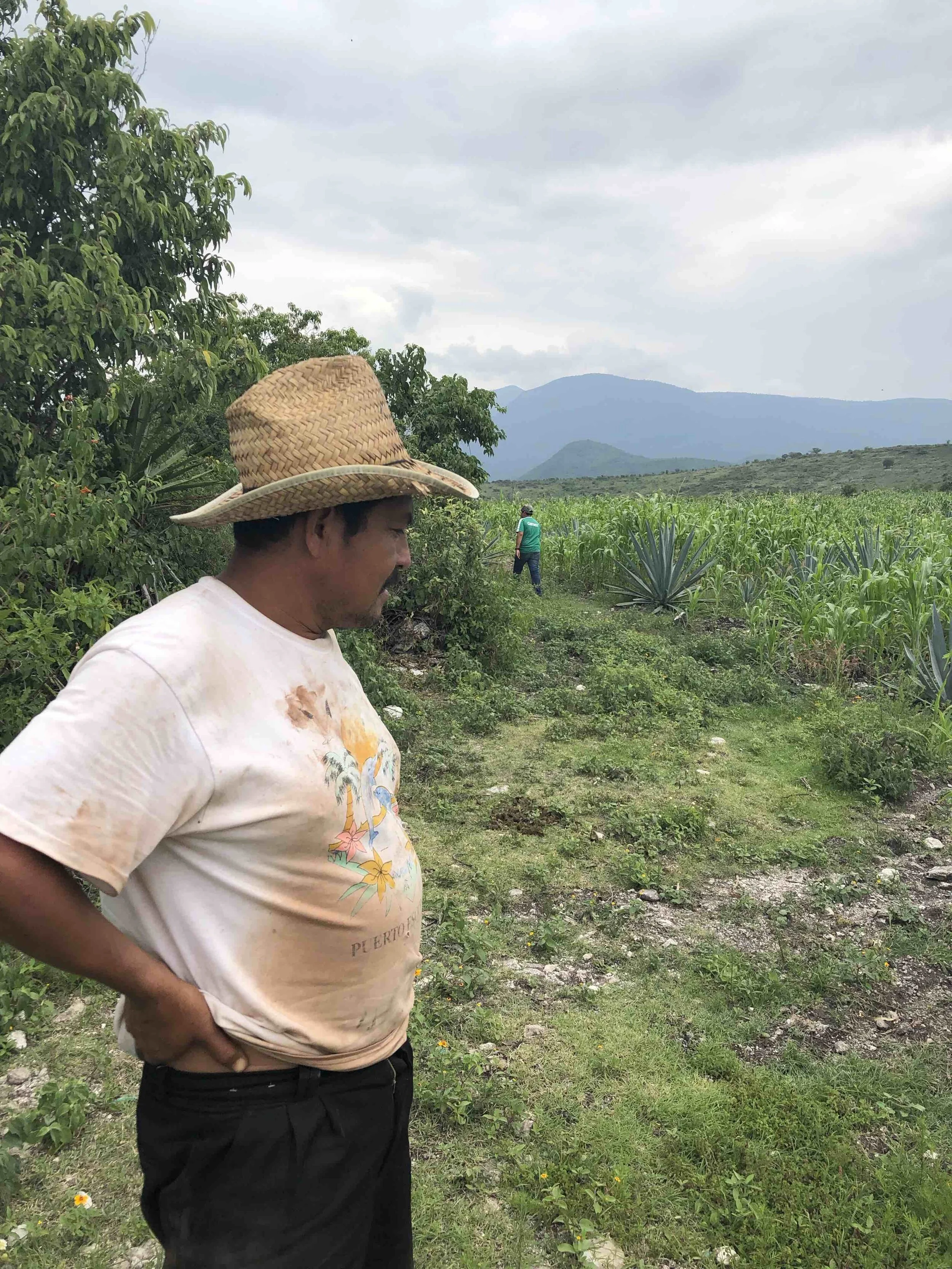 Do small mezcaleros/farmers really grow agave between the rows of crops ...