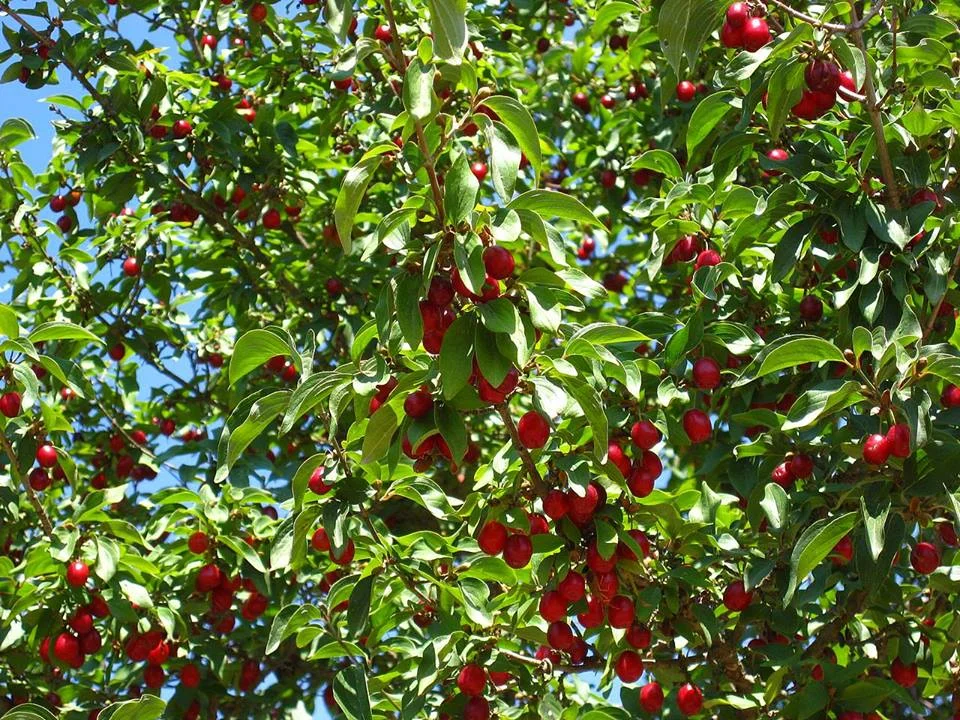 What We Do — Spokane Edible Tree Project