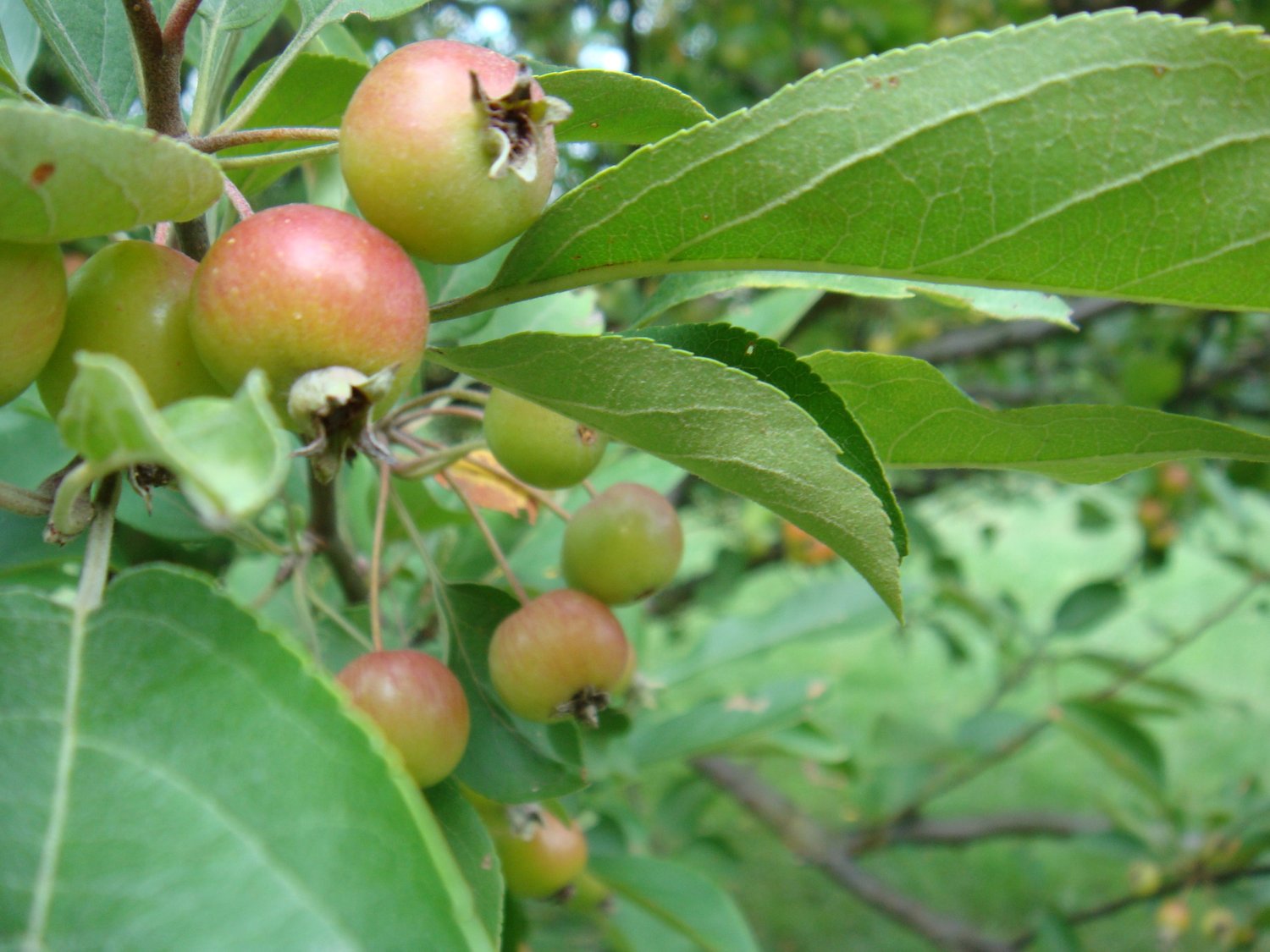 Register Your Tree — Spokane Edible Tree Project