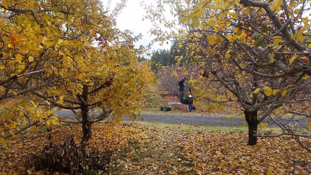 News — Spokane Edible Tree Project