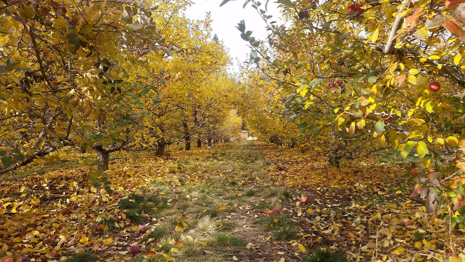 News — Spokane Edible Tree Project