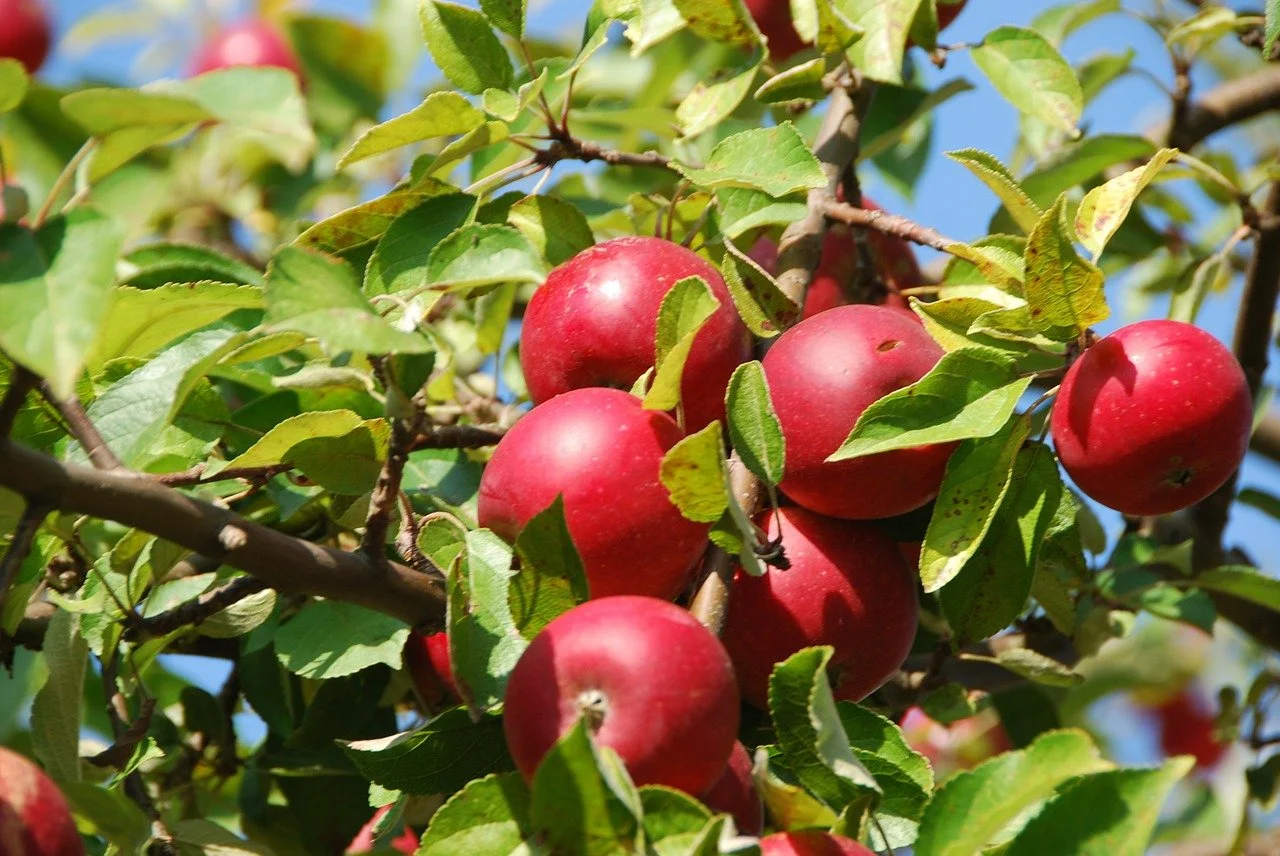 Spokane Edible Tree Project