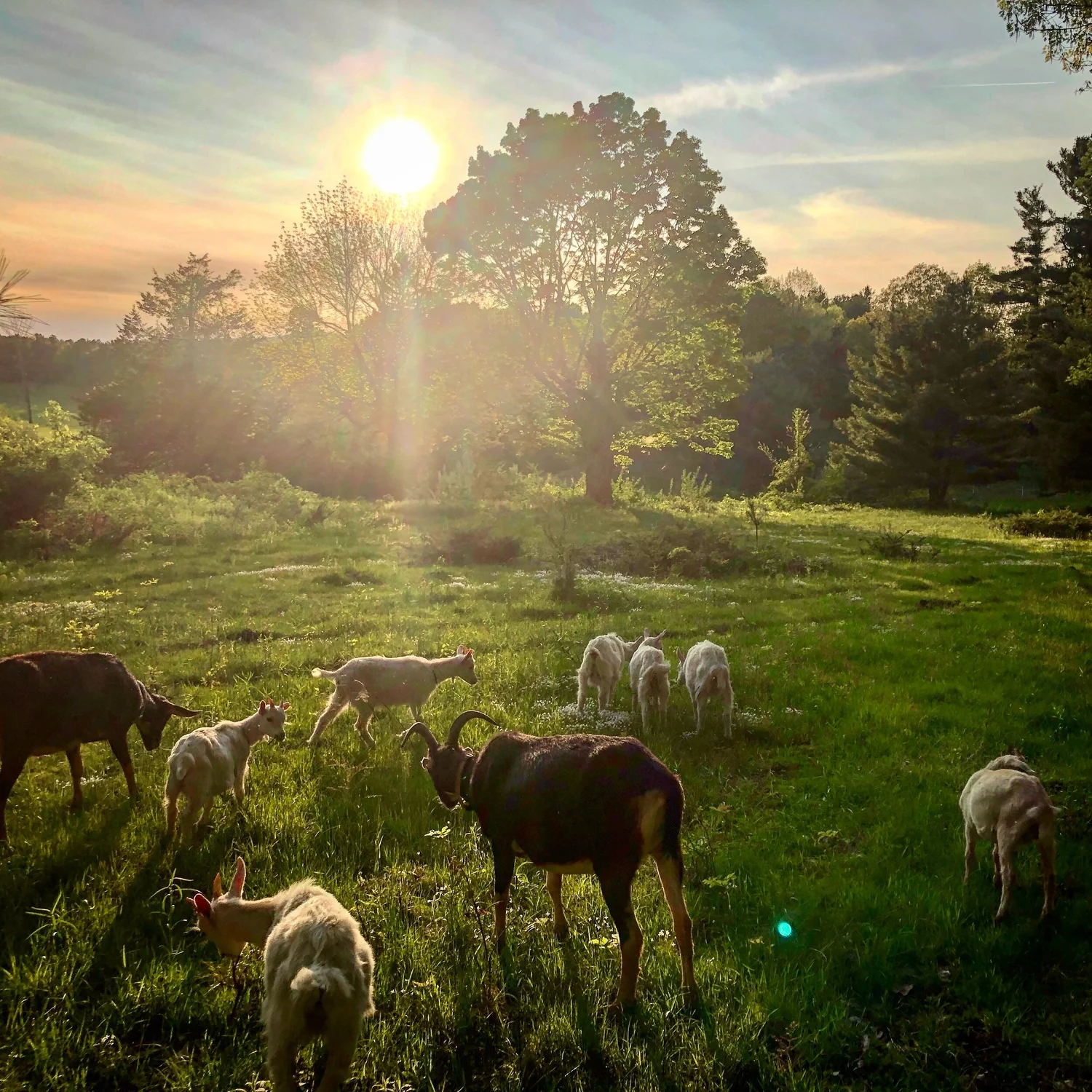 Maplebrook Farmstead