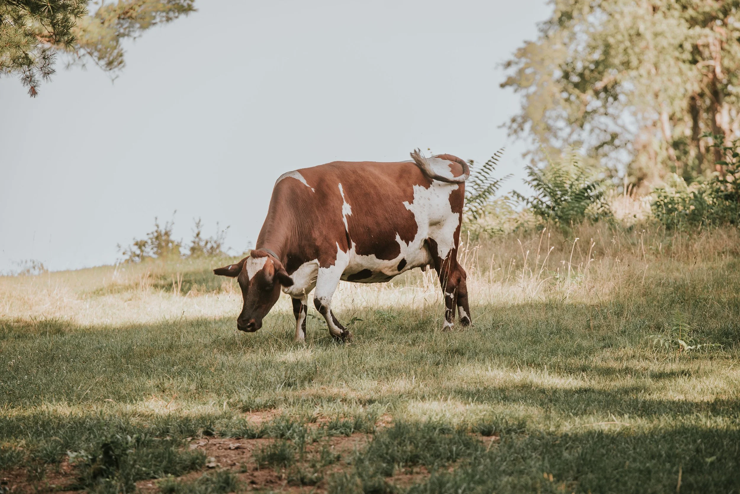 Raw Milk — Maplebrook Farmstead