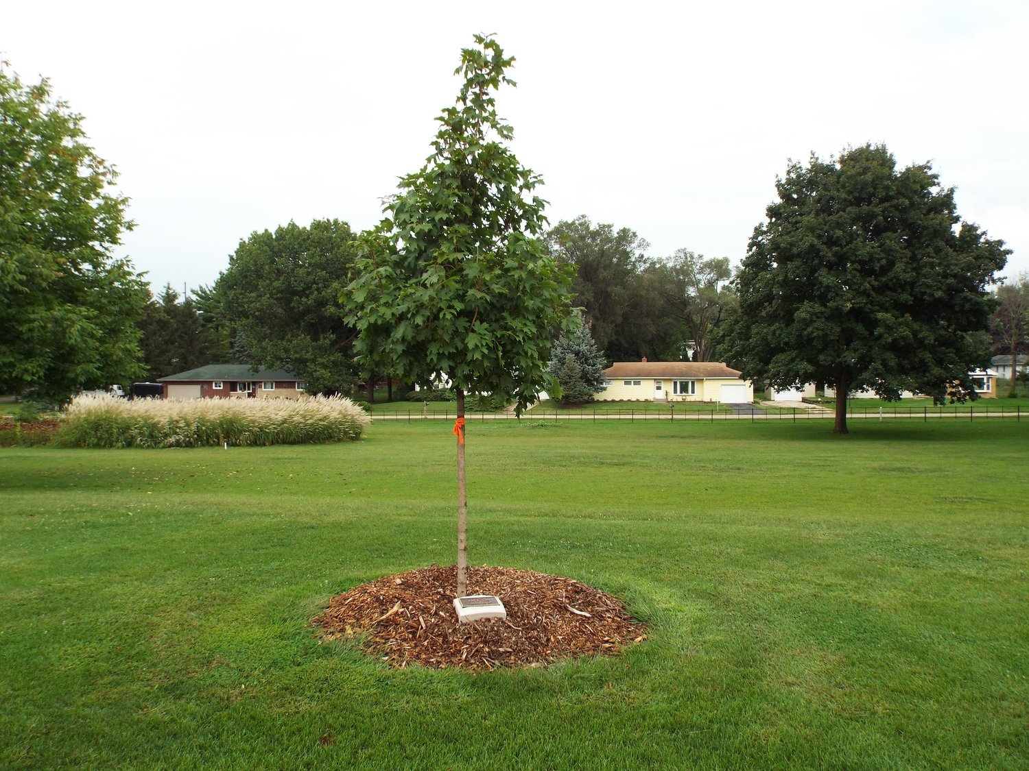 Memorial Trees — Rockford Park District Foundation
